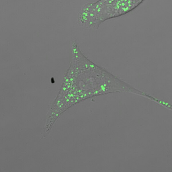 BioTracker™ TAS2 Proteasome Activity Live Cell Probe | SCT235